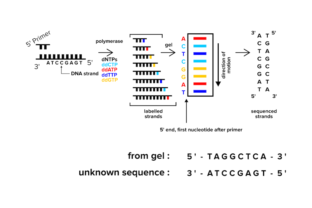 Biochemistry Lab Techniques for the MCAT: Everything You Need to Know ...