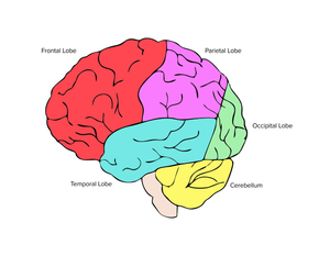 Nervous System for the MCAT: Everything You Need to Know — Shemmassian ...