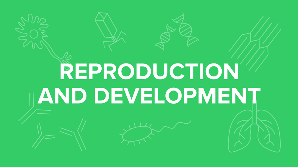 Reproduction and Development for the MCAT: Everything You Need to Know ...