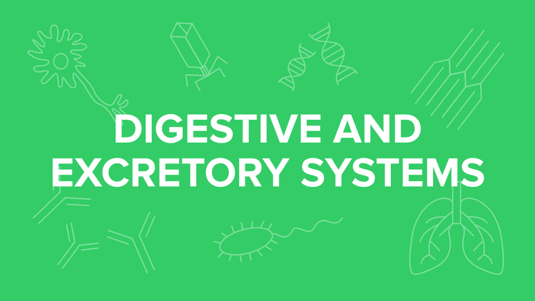 Digestive and Excretory Systems for the MCAT: Everything You Need to ...
