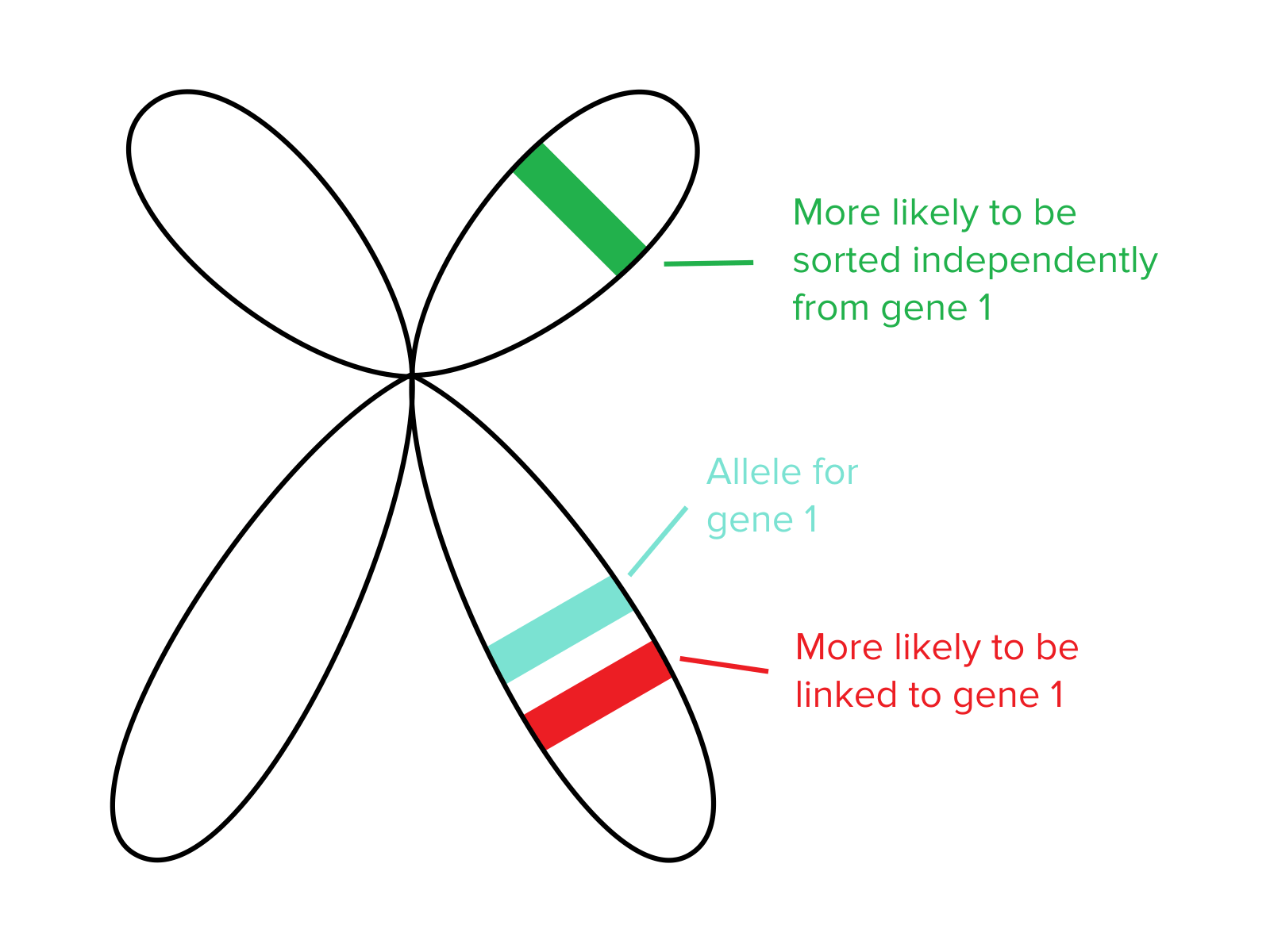 Genetics and Evolution for the MCAT: Everything You Need to Know ...