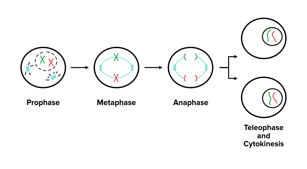 Cells and Viruses for the MCAT: Everything You Need to Know ...