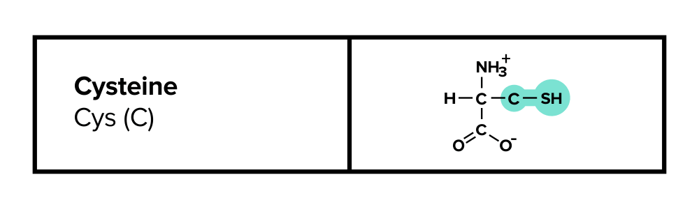 Important Functional Groups for the MCAT: Everything You Need to Know ...