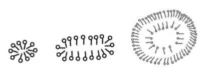 Lipids and Membranes for the MCAT: Everything You Need to Know ...