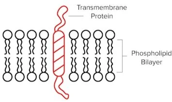Lipids and Membranes for the MCAT: Everything You Need to Know ...