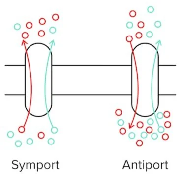 Lipids and Membranes for the MCAT: Everything You Need to Know ...