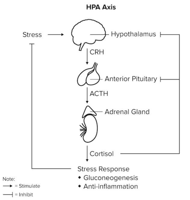 The Endocrine System for the MCAT: Everything You Need to Know — Shemmassian Academic Consulting