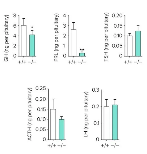The Endocrine System for the MCAT: Everything You Need to Know ...
