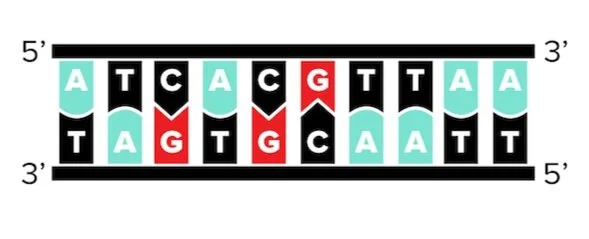 DNA for the MCAT: Everything You Need to Know — Shemmassian Academic ...