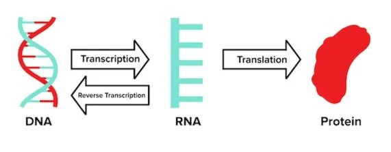 DNA for the MCAT: Everything You Need to Know — Shemmassian Academic ...