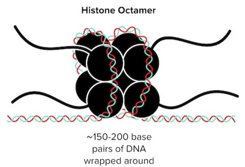DNA for the MCAT: Everything You Need to Know — Shemmassian Academic ...