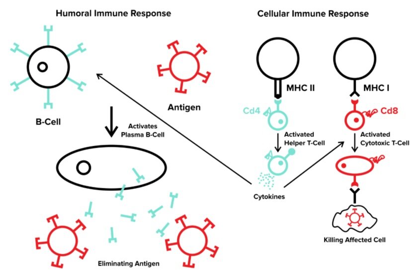 Immune System for the MCAT: Everything You Need to Know — Shemmassian ...