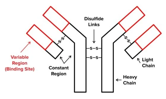 Immune System for the MCAT: Everything You Need to Know — Shemmassian ...