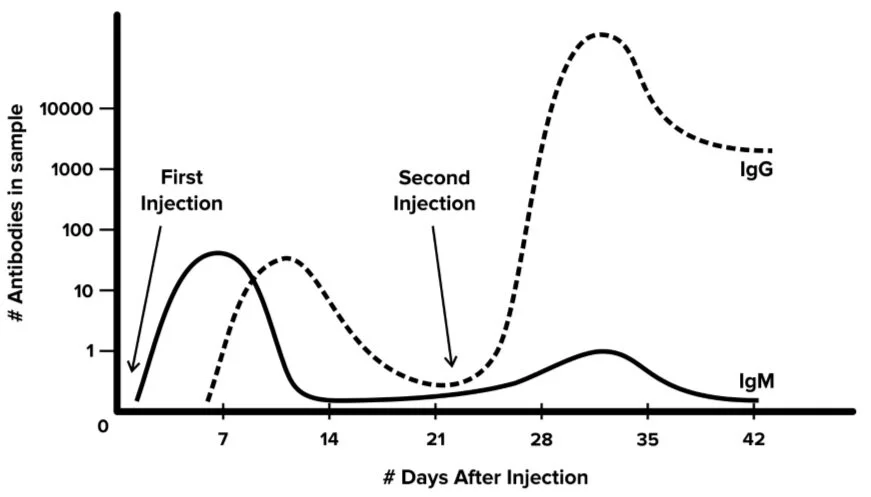 Immune System for the MCAT: Everything You Need to Know — Shemmassian ...