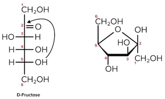 Carbohydrates for the MCAT: Everything You Need to Know — Shemmassian ...
