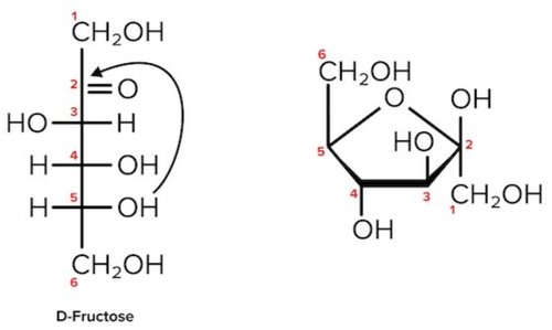 Carbohydrates for the MCAT: Everything You Need to Know — Shemmassian ...
