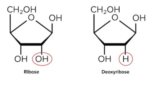 Carbohydrates for the MCAT: Everything You Need to Know — Shemmassian ...