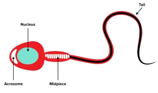 Reproduction and Development for the MCAT: Everything You Need to Know ...