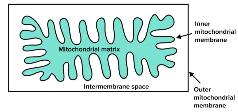 Carbohydrate Metabolism for the MCAT: Everything You Need to Know ...