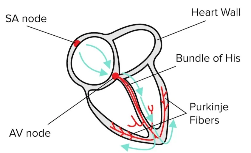 Musculoskeletal System for the DAT — Shemmassian Academic Consulting
