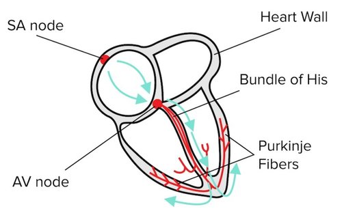 Musculoskeletal System for the DAT — Shemmassian Academic Consulting