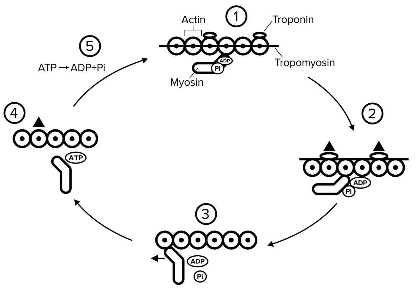 Musculoskeletal System for the DAT — Shemmassian Academic Consulting