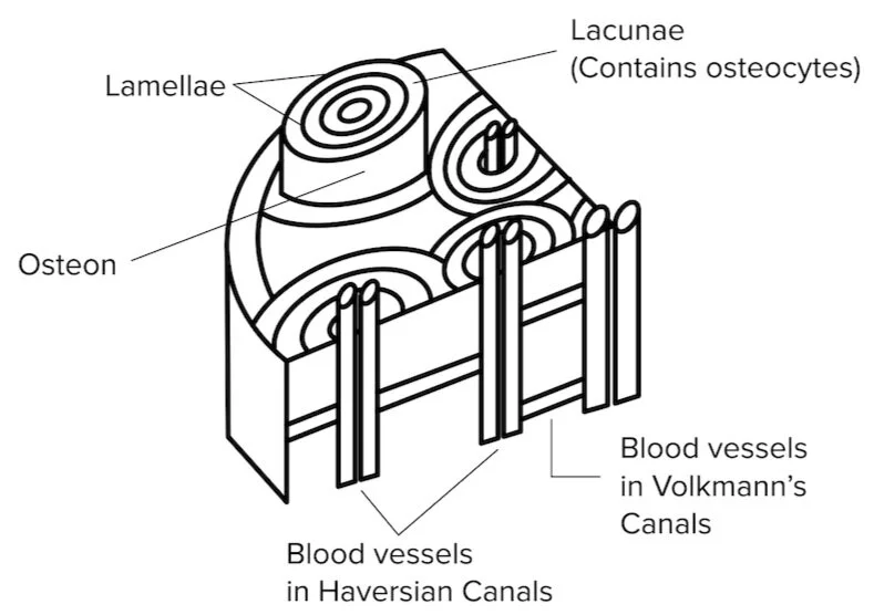 Musculoskeletal System for the MCAT: Everything You Need to Know ...
