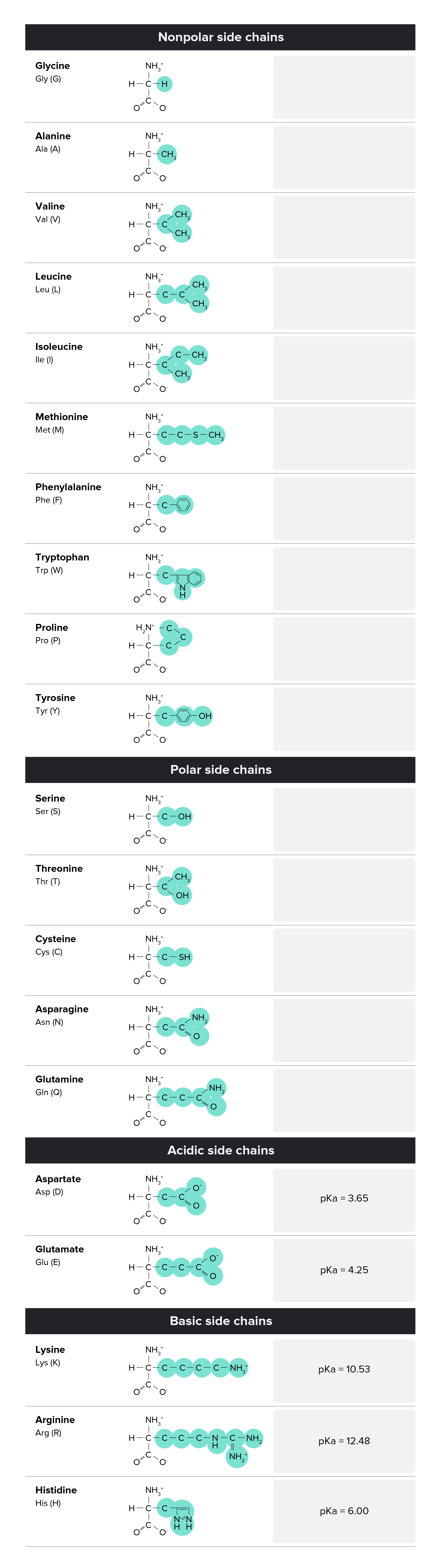 Proteins for the MCAT: Everything You Need to Know — Shemmassian ...