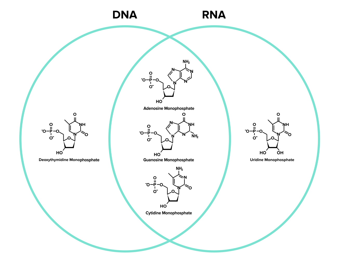 RNA for the MCAT: Everything You Need to Know — Shemmassian Academic ...