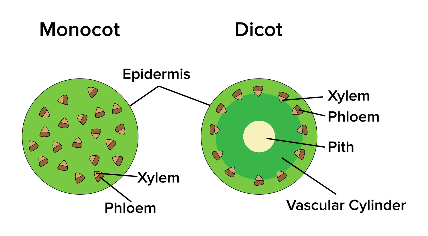 Plants and Animals for the DAT — Shemmassian Academic Consulting