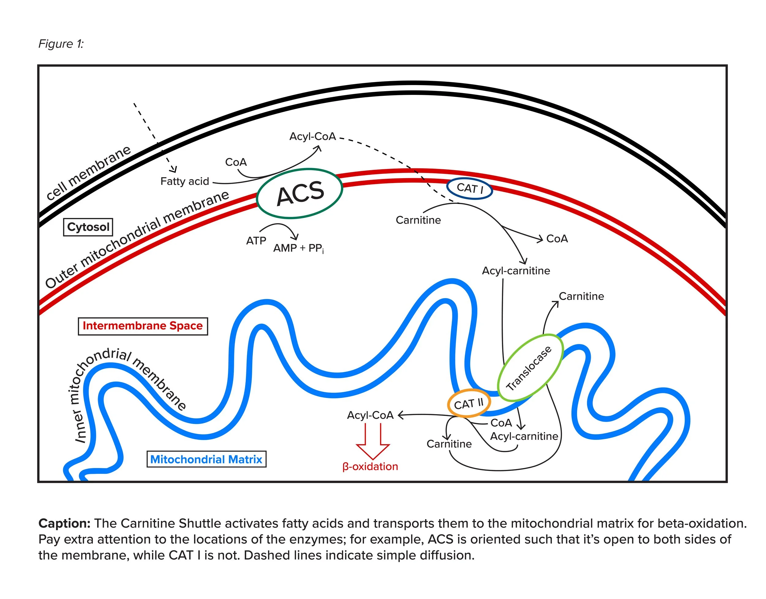Lipid and Amino Acid Metabolism for the MCAT: Everything You Need to ...
