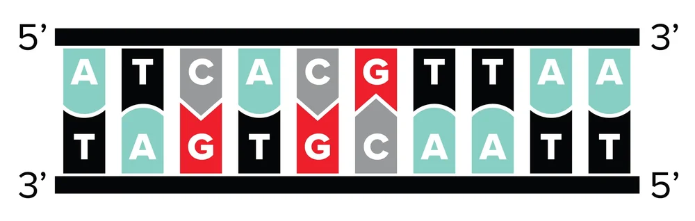 DNA and RNA for the DAT — Shemmassian Academic Consulting