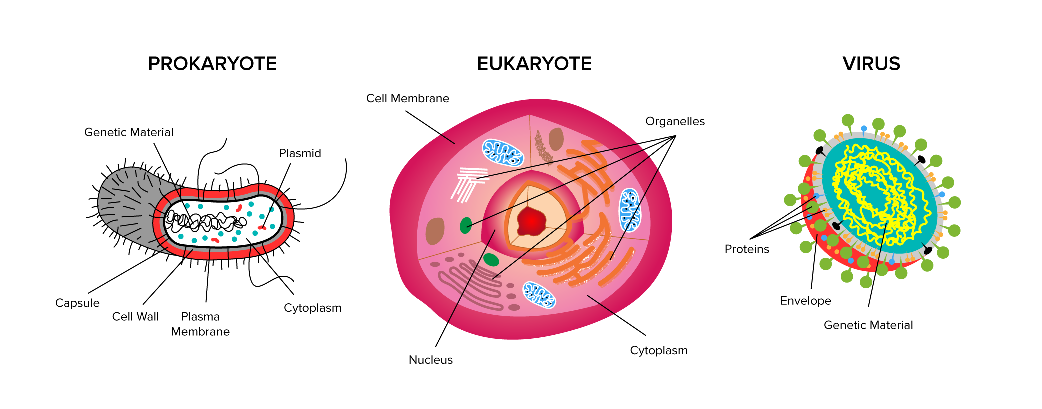 Cells for the DAT — Shemmassian Academic Consulting