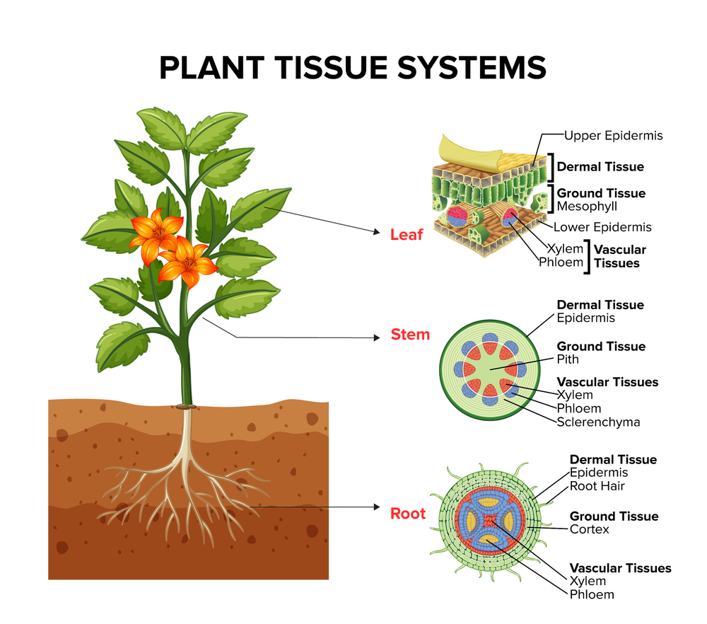 Plants and Animals for the DAT — Shemmassian Academic Consulting
