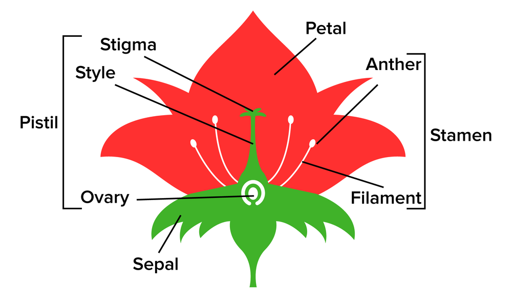 Plants and Animals for the DAT — Shemmassian Academic Consulting