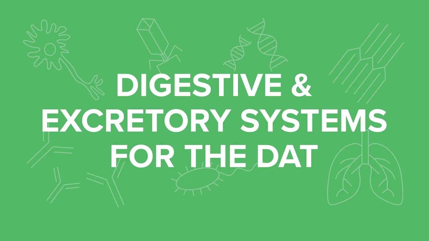 Digestive and Excretory Systems for the DAT — Shemmassian Academic ...