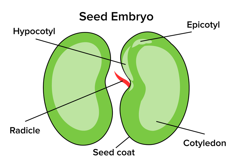 Plants and Animals for the DAT — Shemmassian Academic Consulting