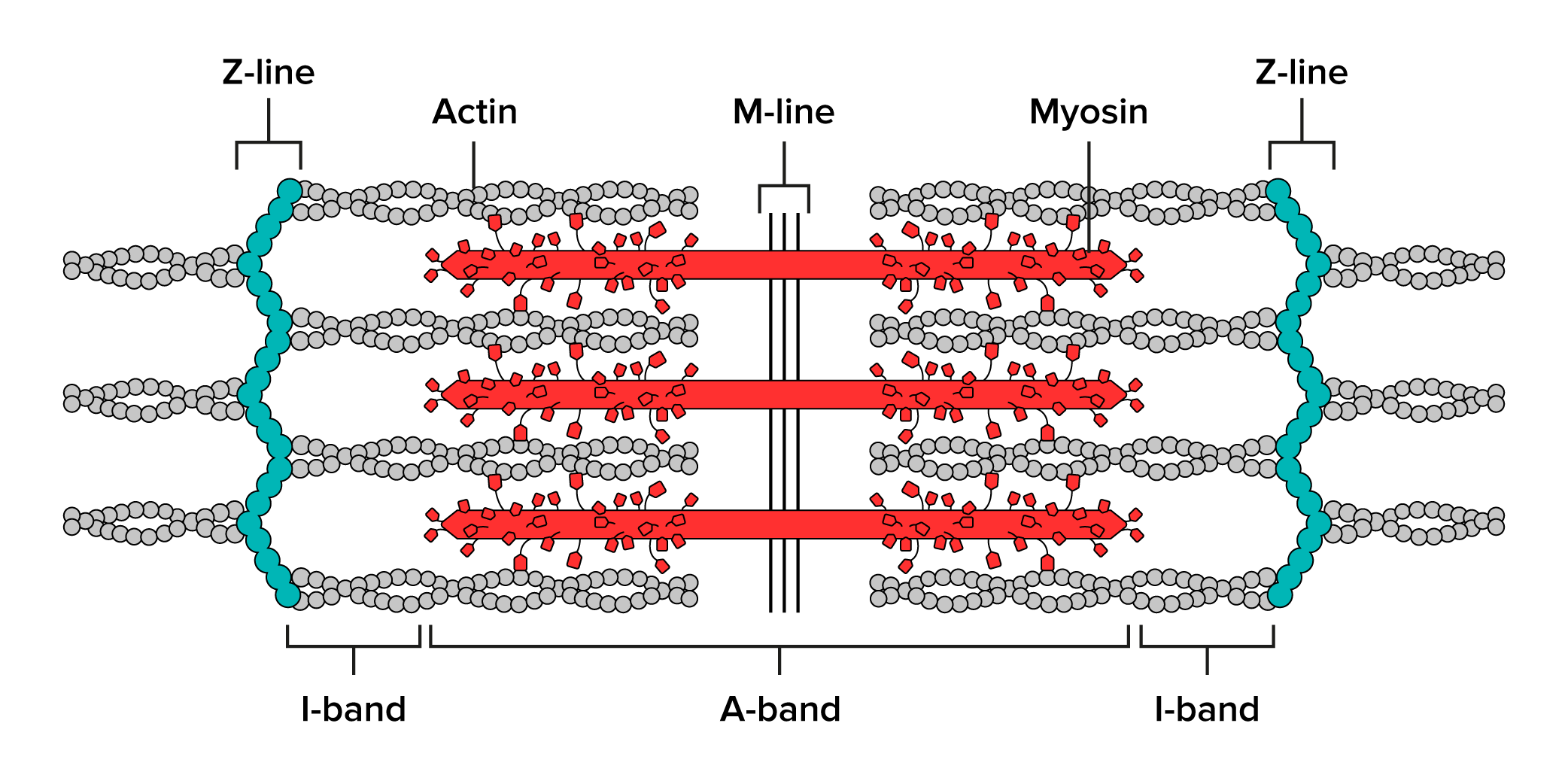 Musculoskeletal System for the DAT — Shemmassian Academic Consulting