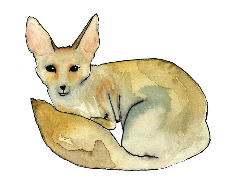 Fennec Fox Drawing