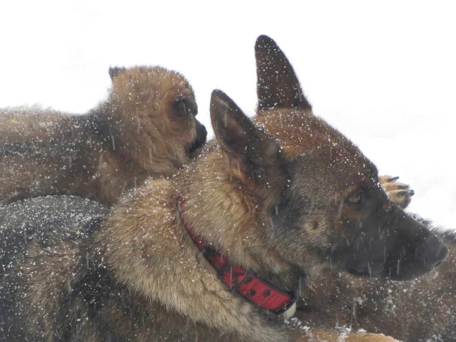 Can Inbred Dogs Be Normal