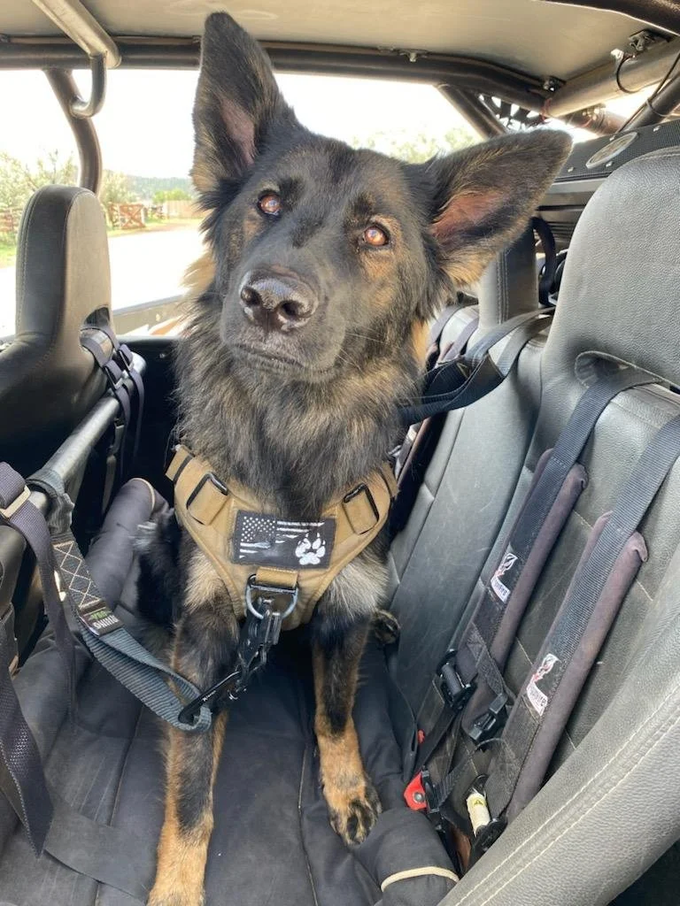 How Big Of A Whelping Box For A German Shepherd