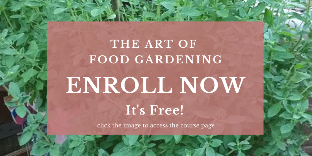 10 Tips for starting your food garden