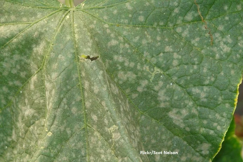 Plant problems and quick fixes: how to diagnose and remedy common ...