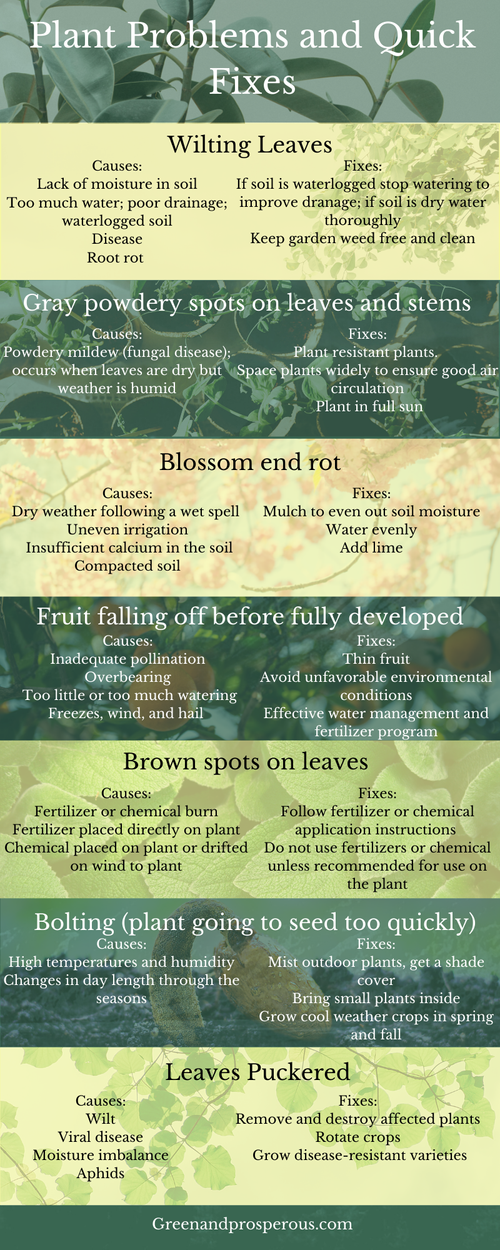 Plant problems and quick fixes: how to diagnose and remedy common ...