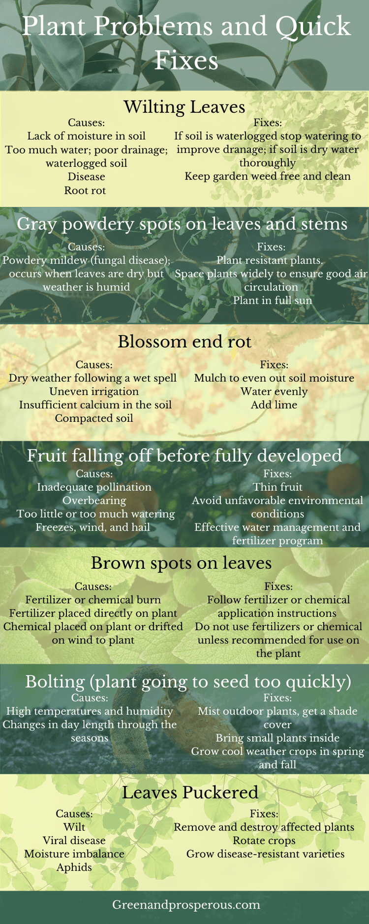 Plant problems and quick fixes: how to diagnose and remedy common ...