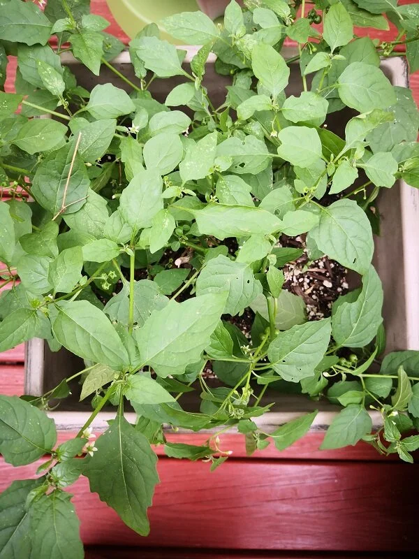 Sopa de Mora (harvest recipe) — Green and Prosperous | grow * thrive ...