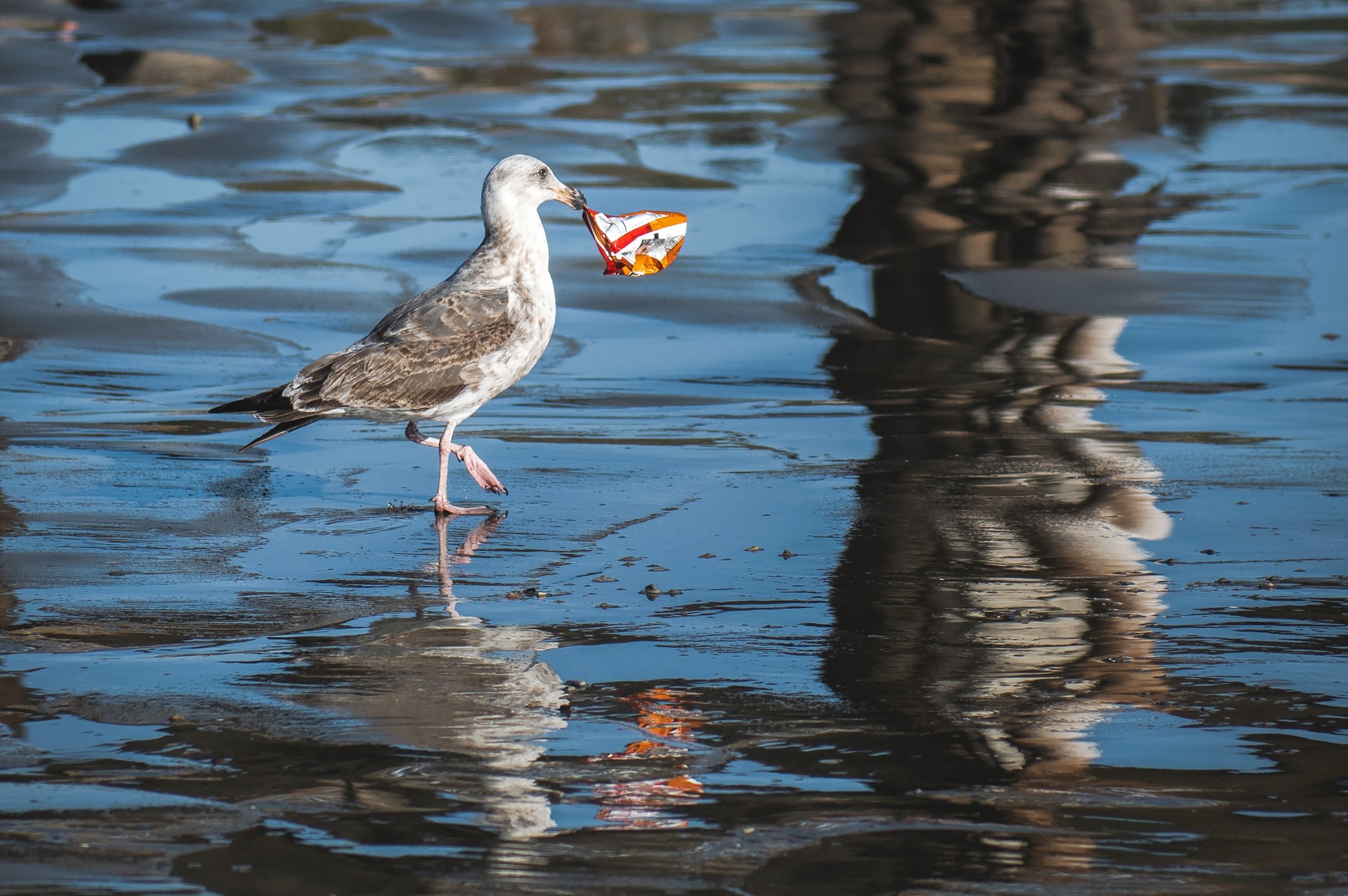 Five Things You Should Know about Using Biodegradable Products