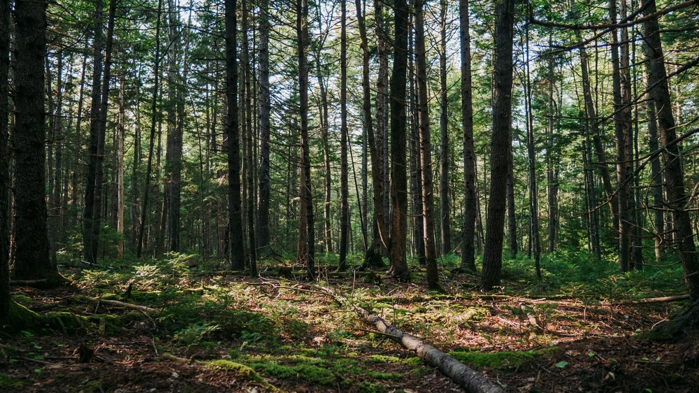 Implementing Effective Forest Management Plans: Strategies for ...