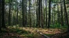 Implementing Effective Forest Management Plans: Strategies for Sustainable Environmental ...