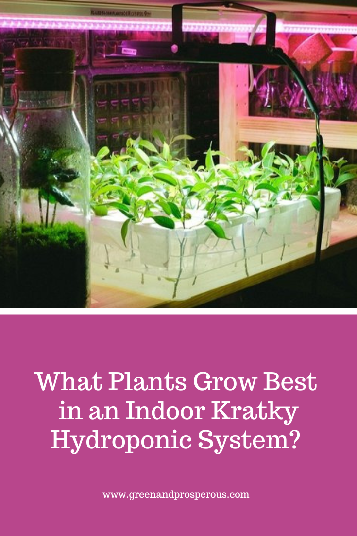 What Plants Grow Best in an Indoor Kratky Hydroponic System?